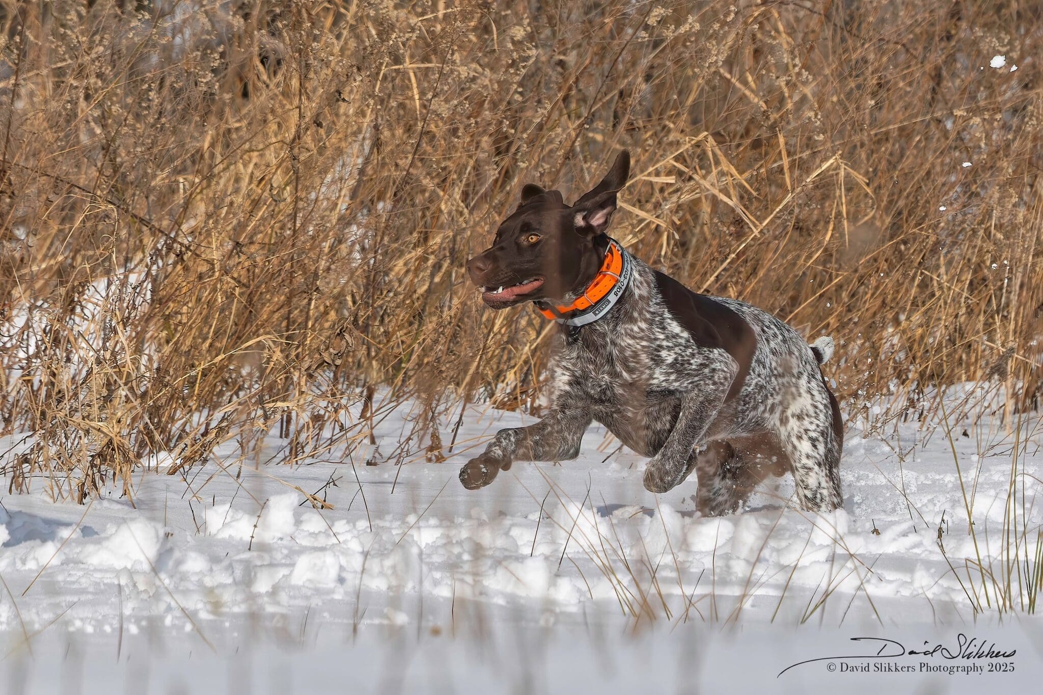 Home - Raptor Conservation and Education in Michigan